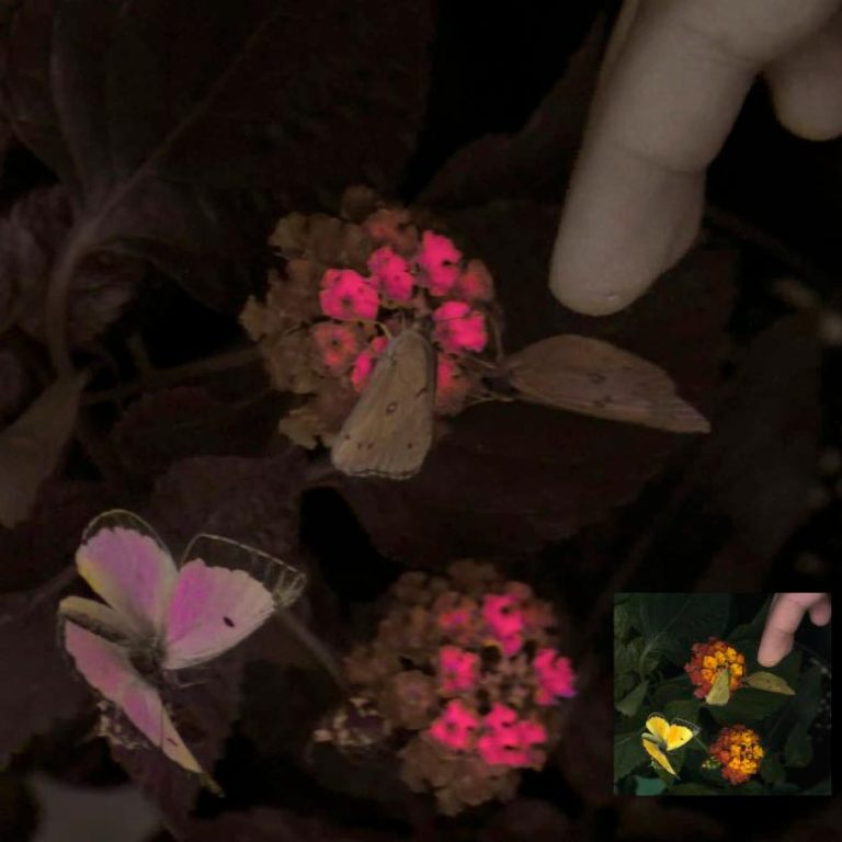 Breakthrough Camera Technology Unlocks “Animal Vision”