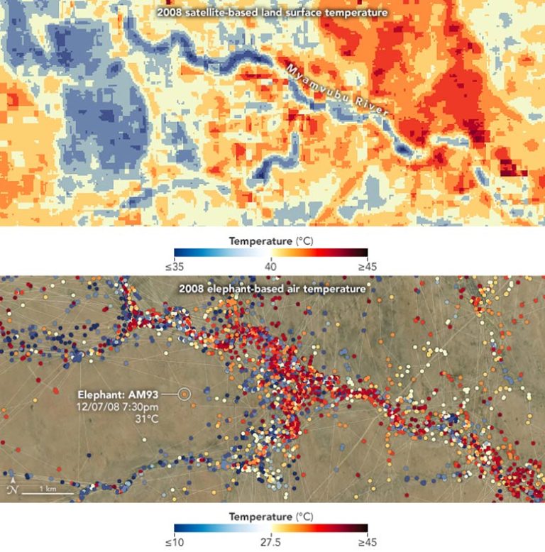 Wild Data: How Animal Sensors Revolutionize Earth Observations