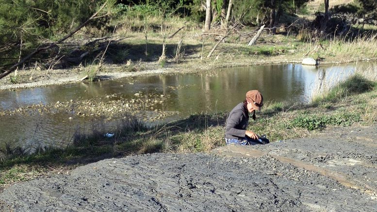 Fossil Discovered in the 1960s Finally Reveals Its Secrets: New Plant ...