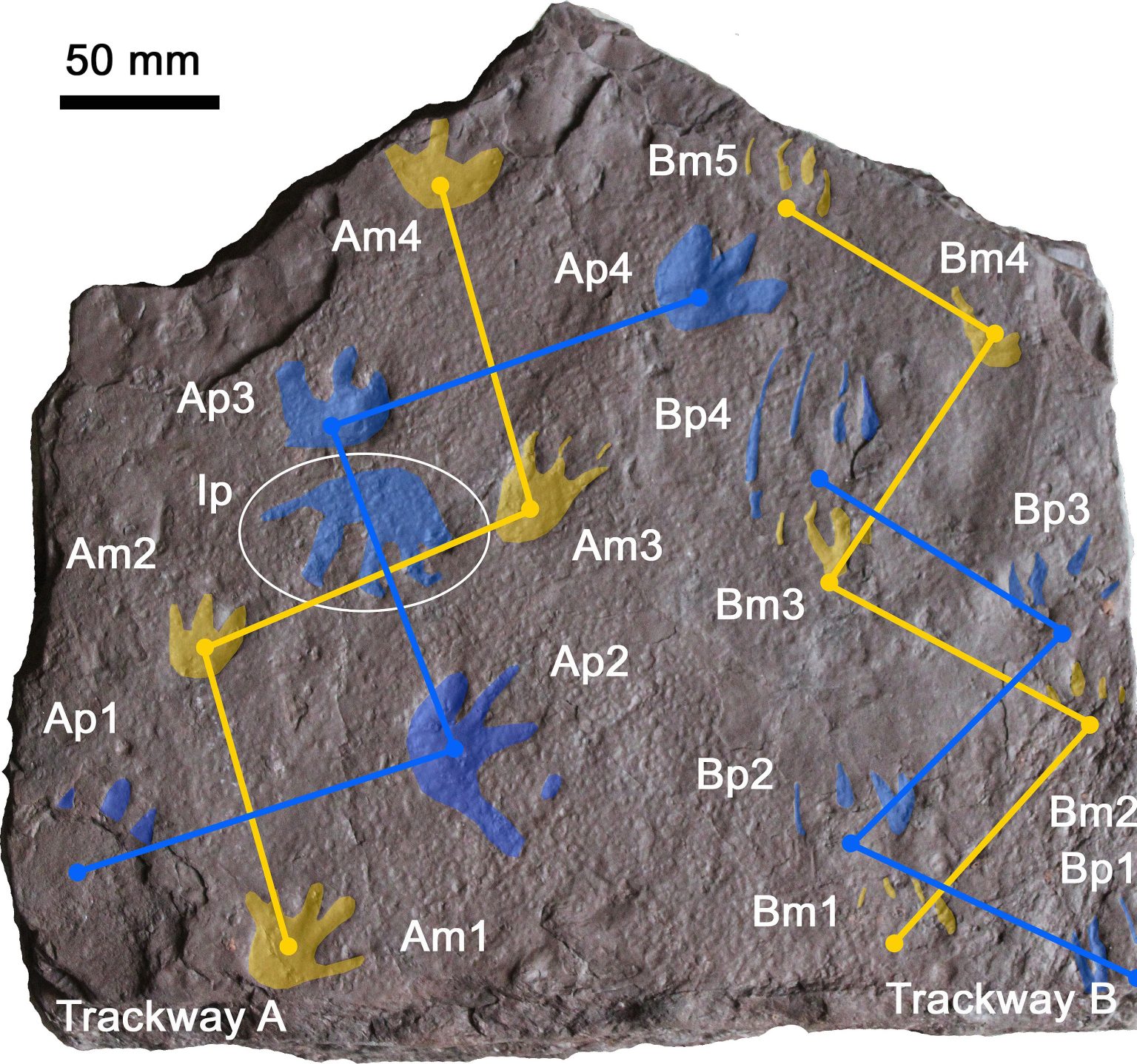 Shocking Scientists: Ancient Fossil Tracks Could Rewrite the History of Life on Land