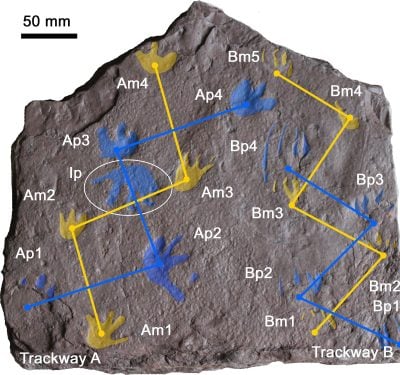 Shocking Scientists: Ancient Fossil Tracks Could Rewrite the History of ...
