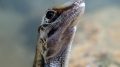 "Scuba-Diving" Lizards Use Bubble Attached to Snout to Breathe ...