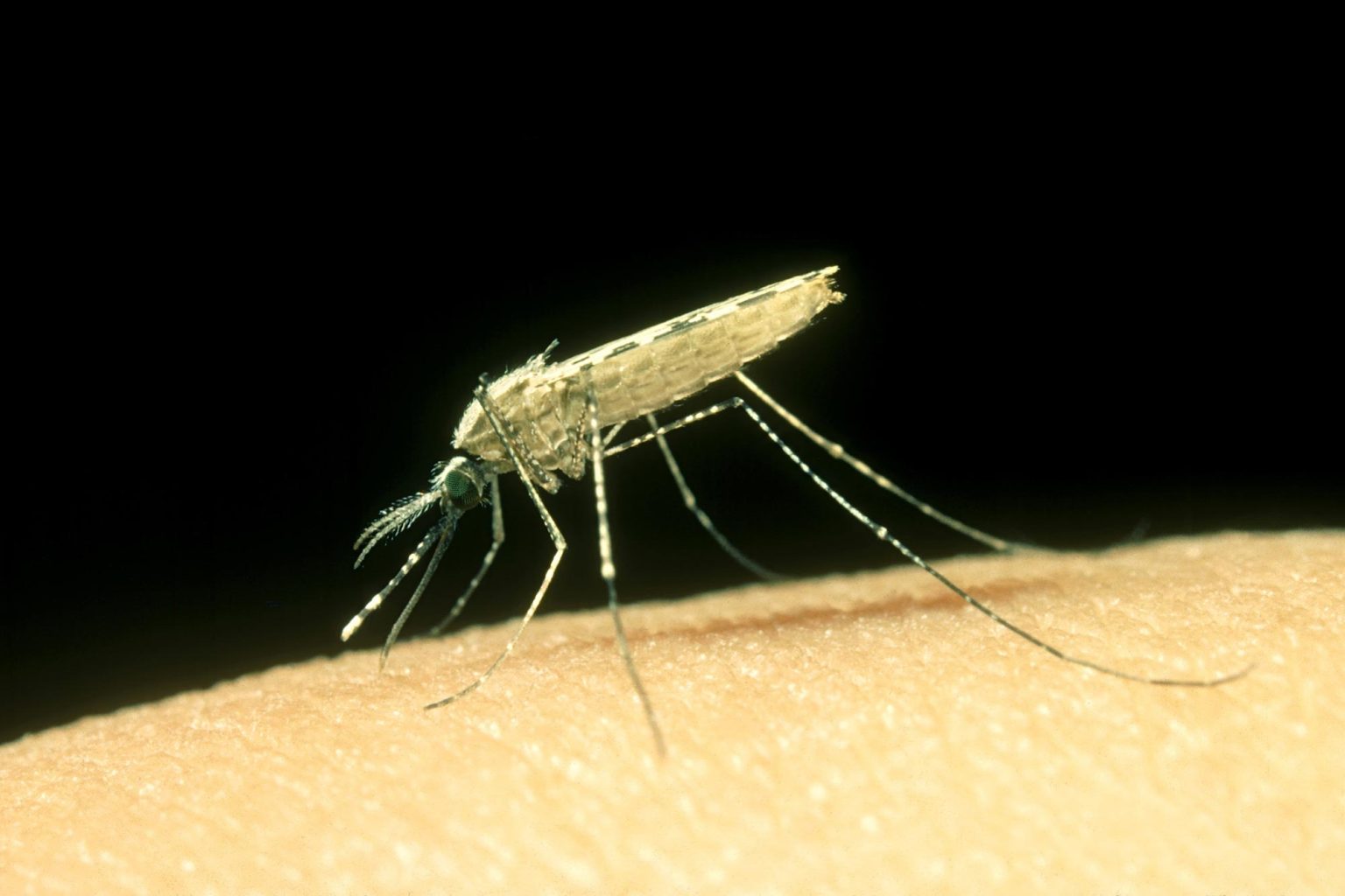 Transgenic Mosquitoes Can't Transmit Malaria