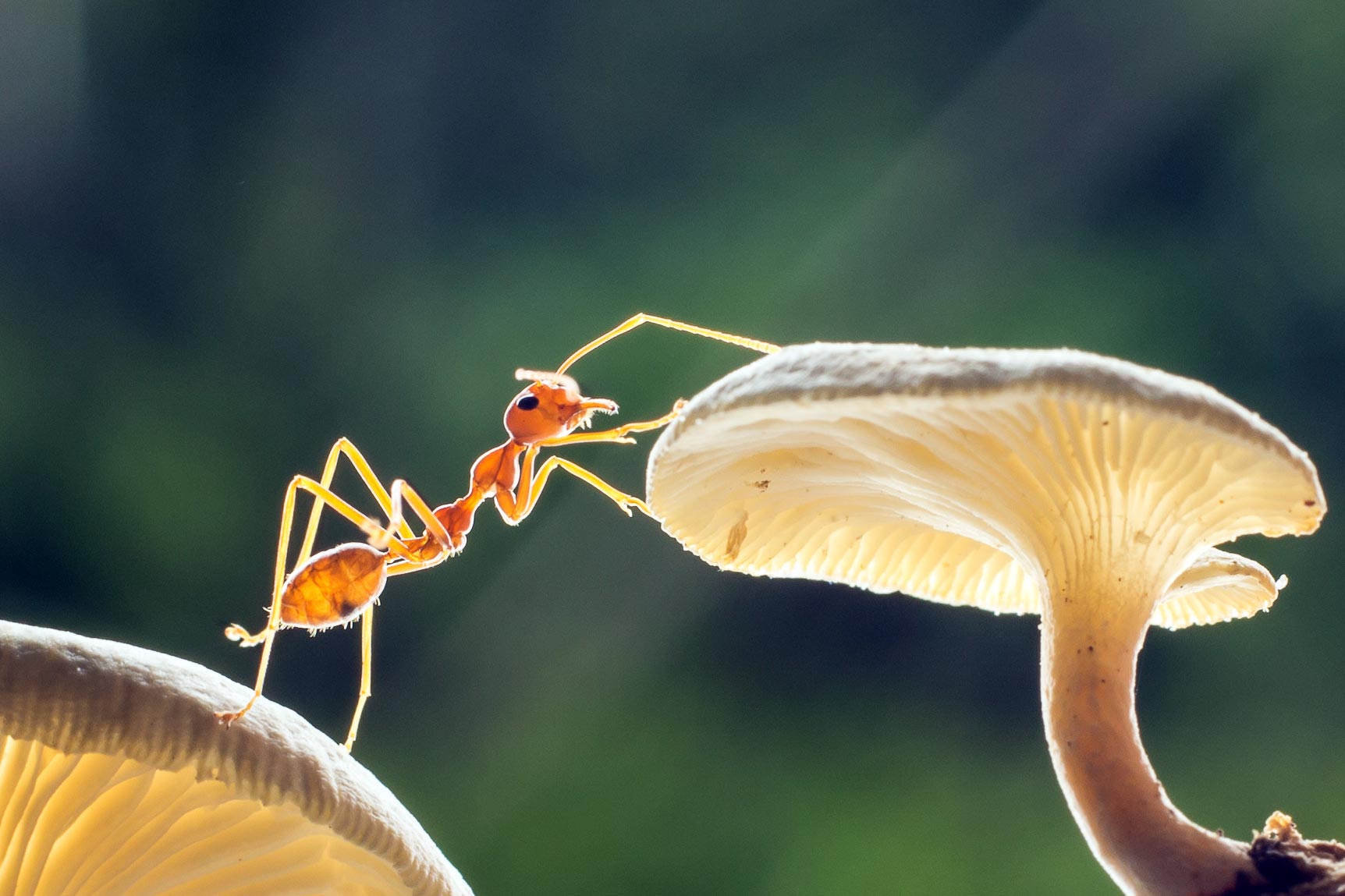 The Unexpected Role Ant-Plant Partnerships May Play in Ant Evolution