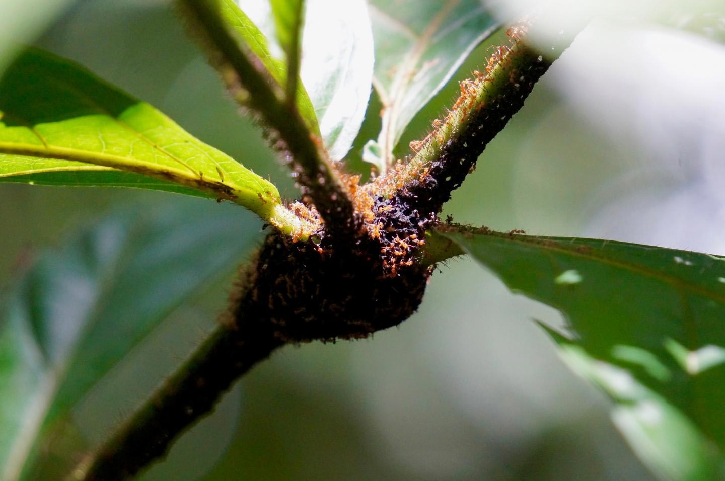 The Unexpected Role Ant-Plant Partnerships May Play in Ant Evolution