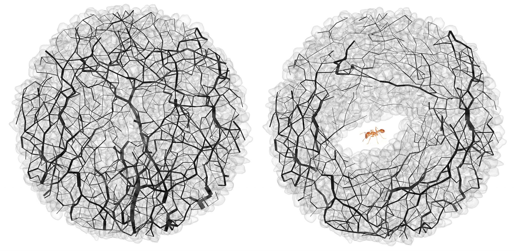 The Incredible Secret Science of Ants’ Underground Cities: How Ants ...