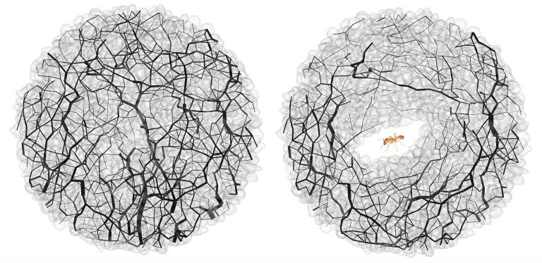 The Incredible Secret Science of Ants’ Underground Cities: How Ants ...