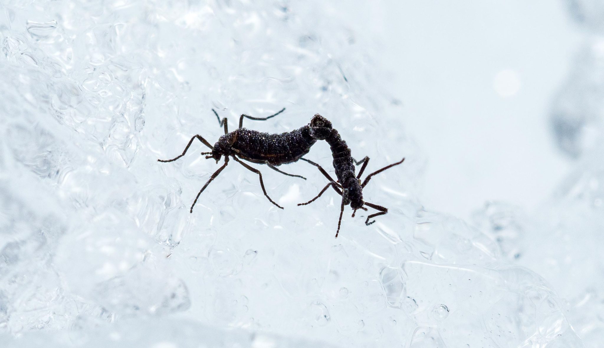 How a Tiny Insect Outsmarts Antarctica’s Brutal Cold