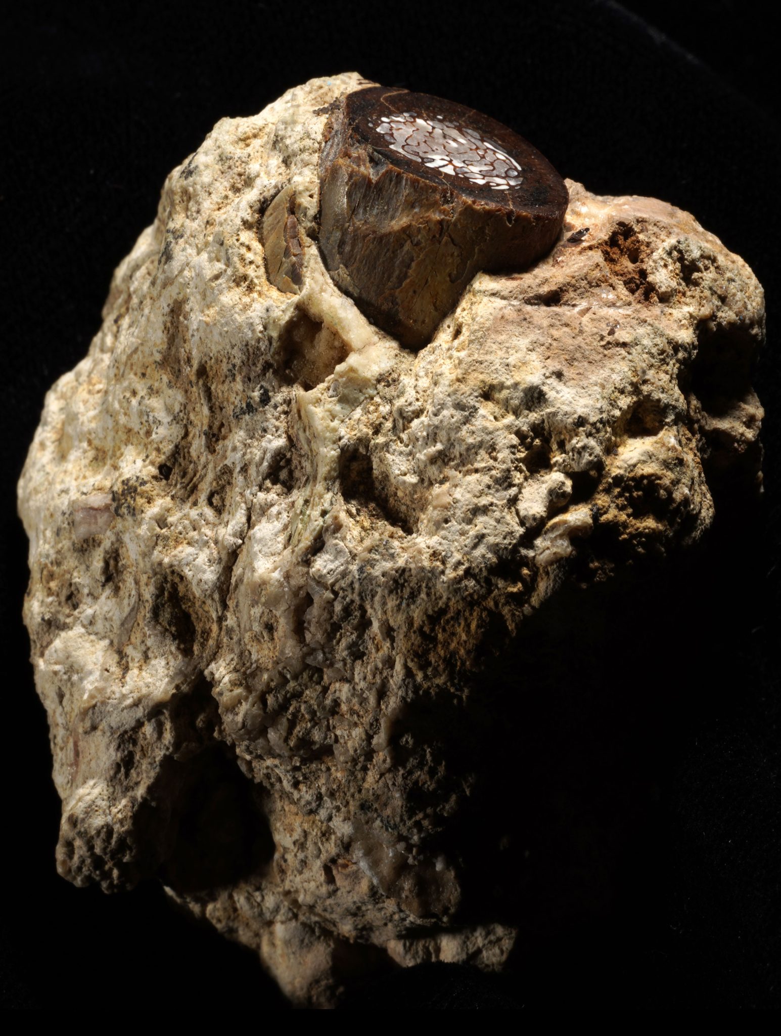 Scientists Extract Metabolic Molecules From Million-Year-Old Fossils ...