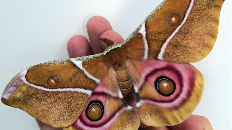 Tails of Survival: The Luna Moth’s Secret Weapon Against Bats