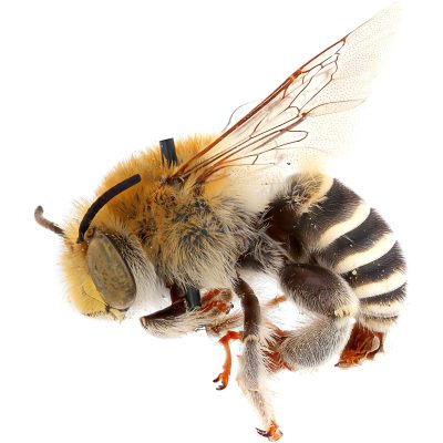 The First Bees Evolved on an Ancient Supercontinent More Than 120 ...