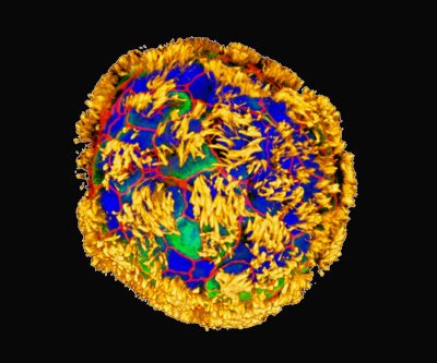 Medical Marvel: Human Cells Transformed Into Tiny Biological Robots