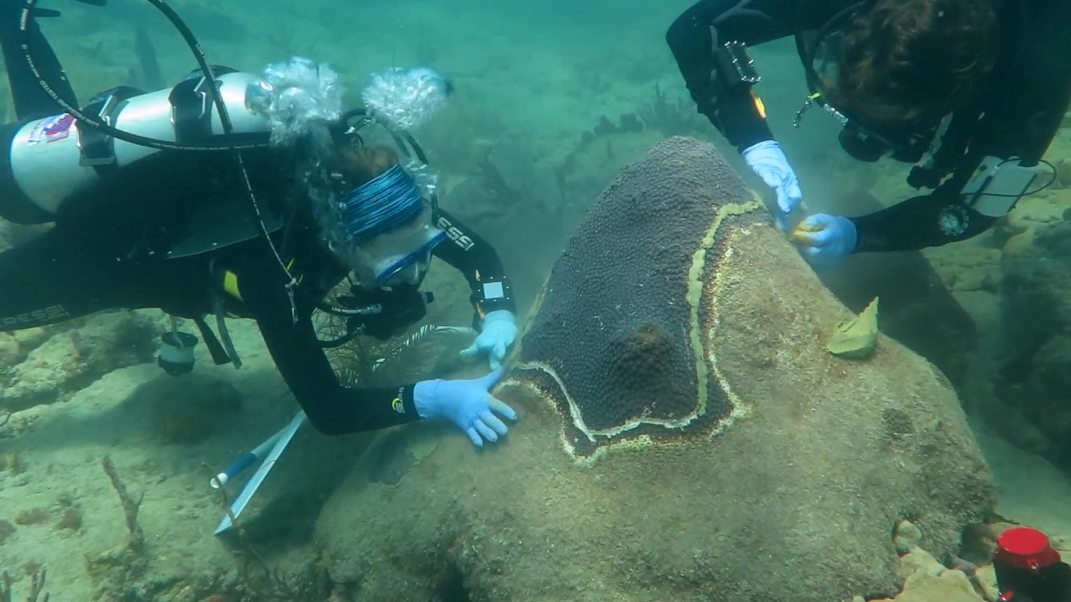 Urgent Need for More Research on the Impact of Sunscreen on Coral Reefs