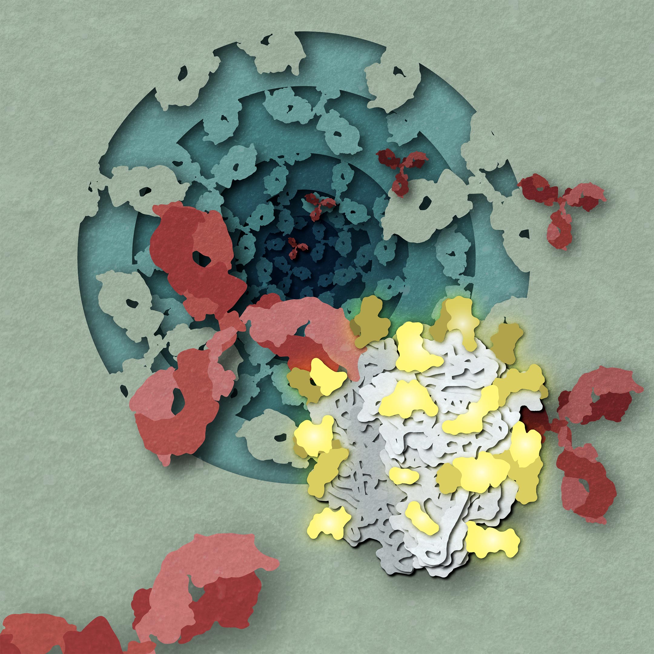 From Chaos To Cure: Deadly Virus Structures Point Toward New Antibodies ...