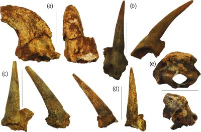 Ancient Fossil Discovery in South Africa’s Cradle of Humankind Offers ...