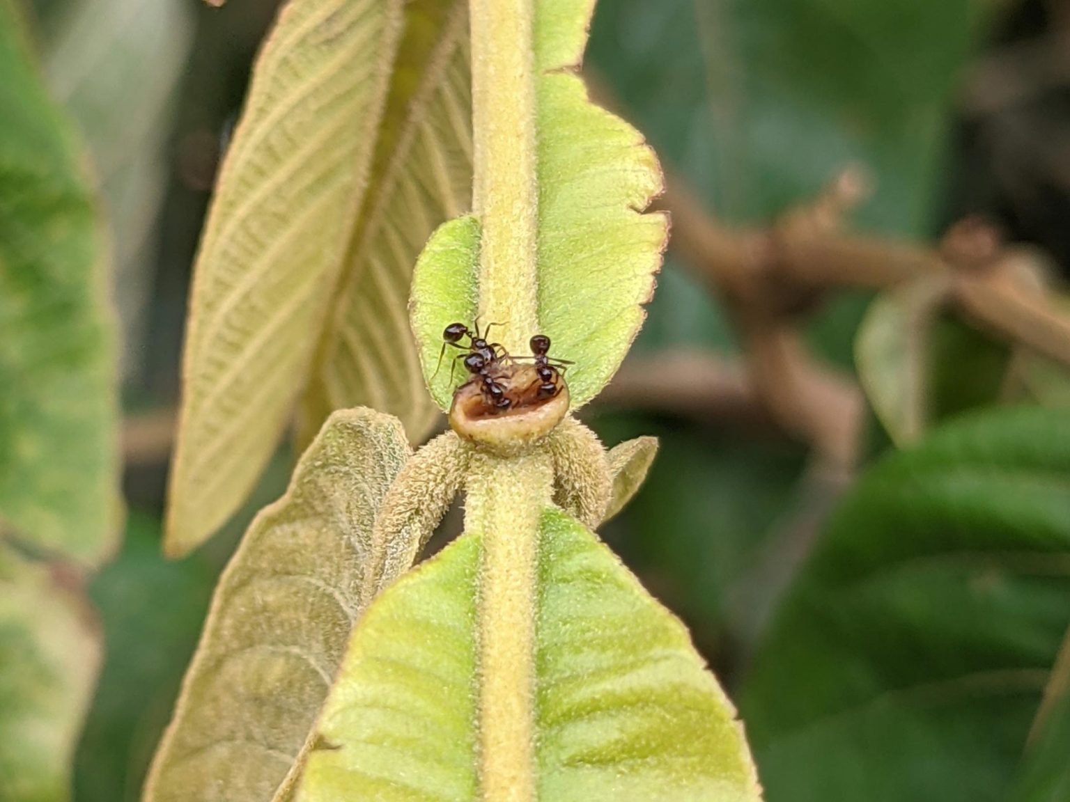 How Ants Took Over the World