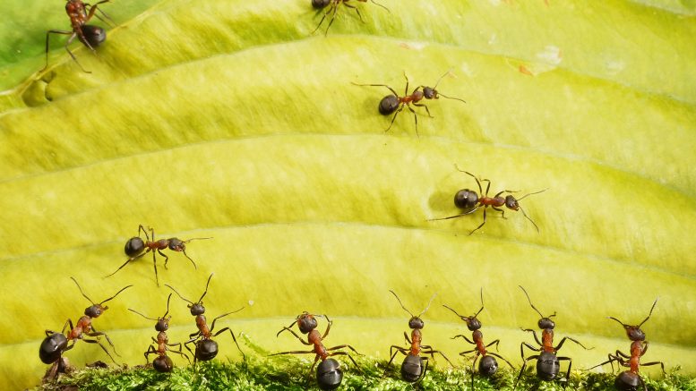 Gamergate: Single Molecule Controls Unusual Ants’ Switch From Worker to ...