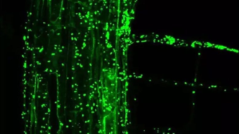 A Plant’s Way to Its Favorite Food: Discover How Plants Adapt Their ...