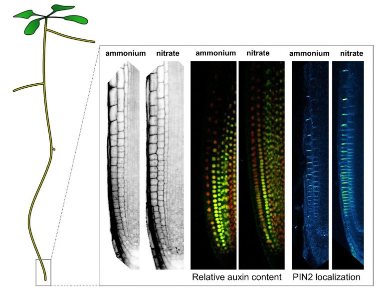 A Plant’s Way to Its Favorite Food: Discover How Plants Adapt Their ...