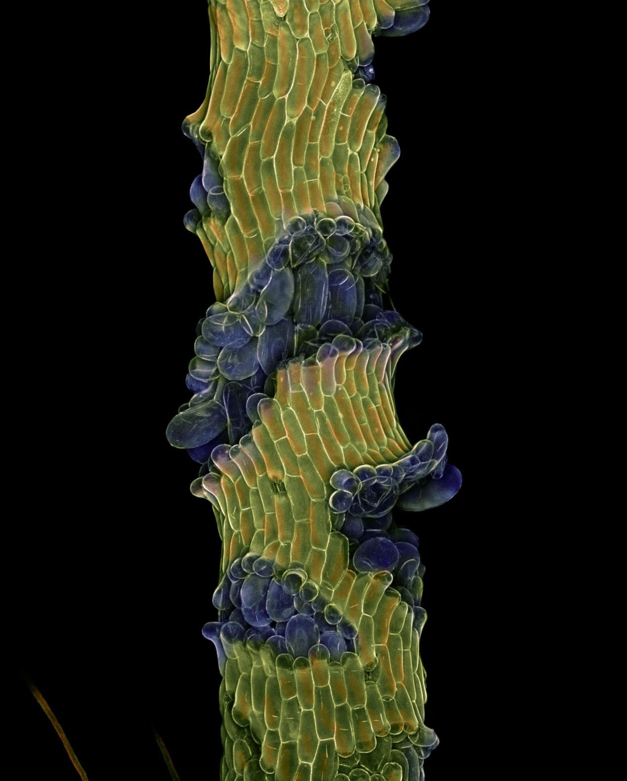 Obscure Aquatic Plant Unveils Plant Growth Secret