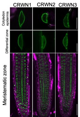 How the Architecture of the Cell Nucleus Can Change Gene Activity in Plants