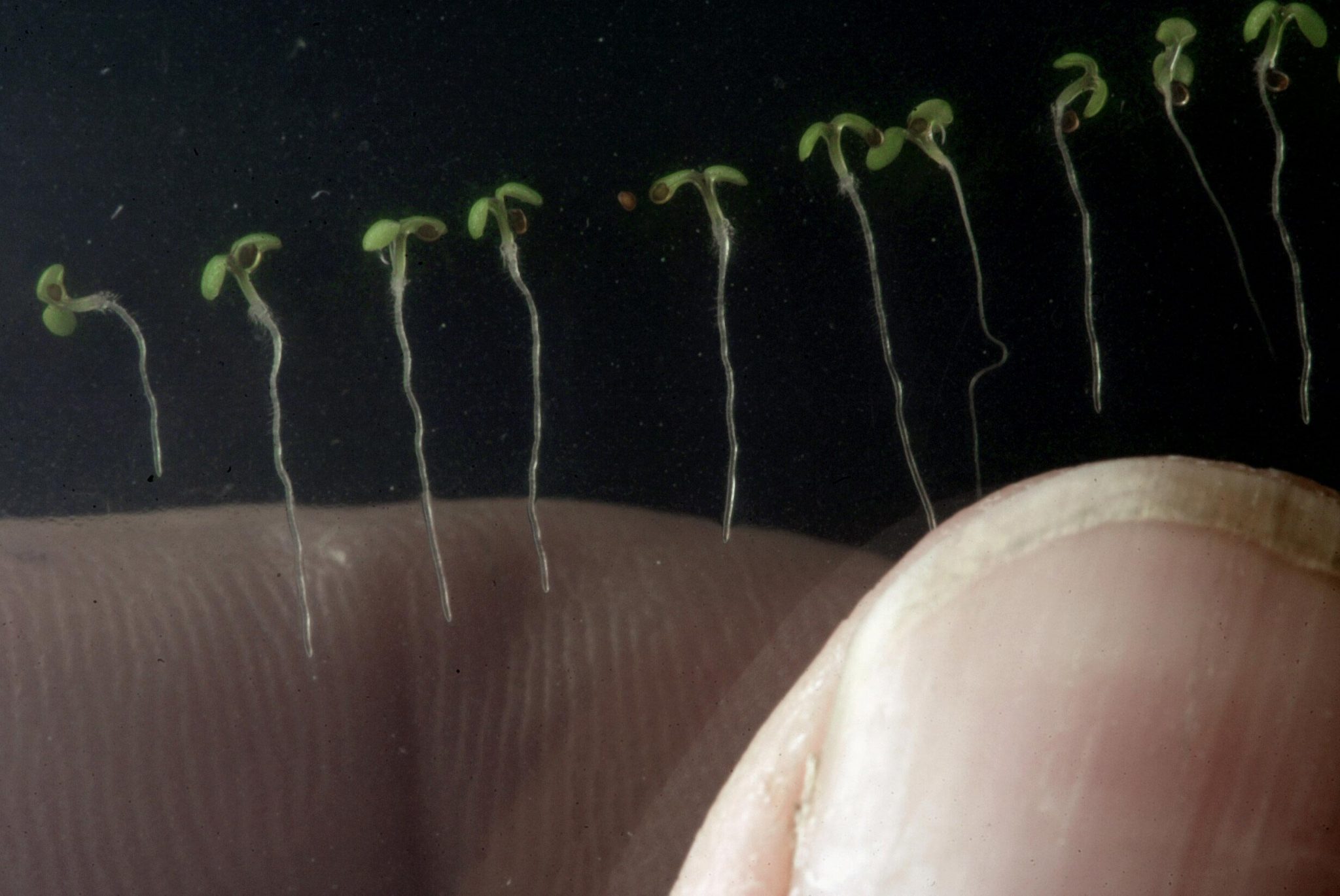 Plants Harness ‘Bad’ Molecules for Good Ends – Here’s How