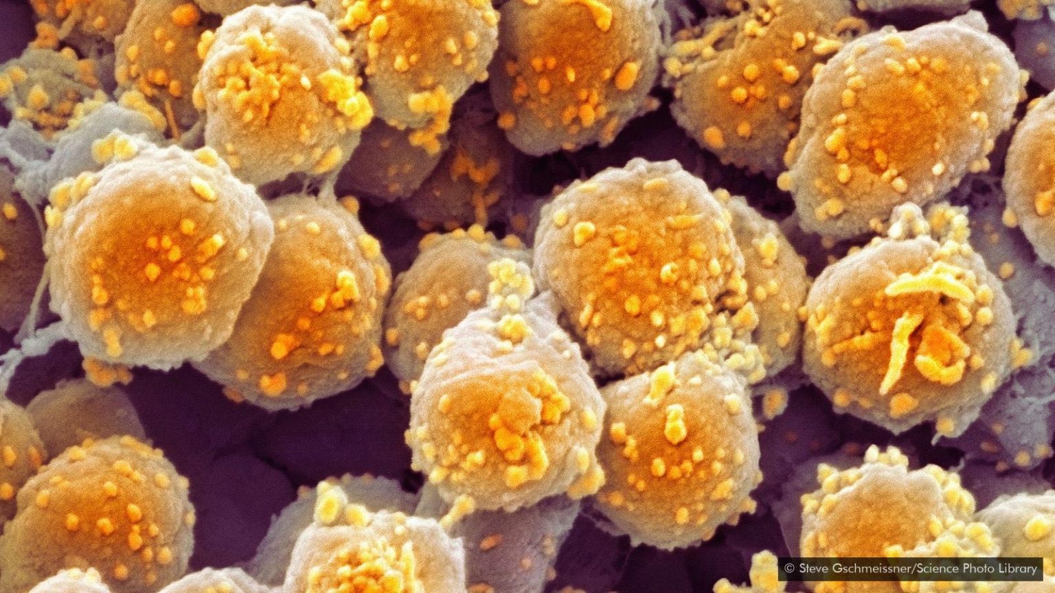 Using 100-Million-Year-Old Fossils and Gravitational-Wave Science to ...