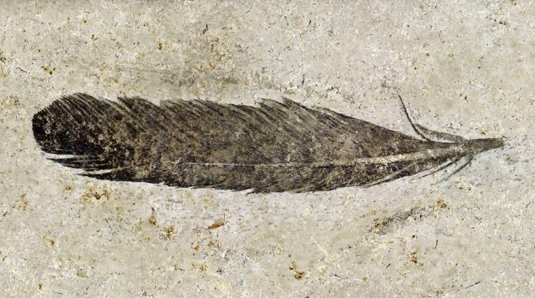 Dinosaur Feather Study Debunked: Overwhelming Evidence Supports ...