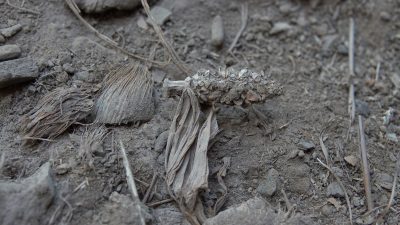 Ancient Corn Discovery in Brazil Challenges Maize’s Origin Story