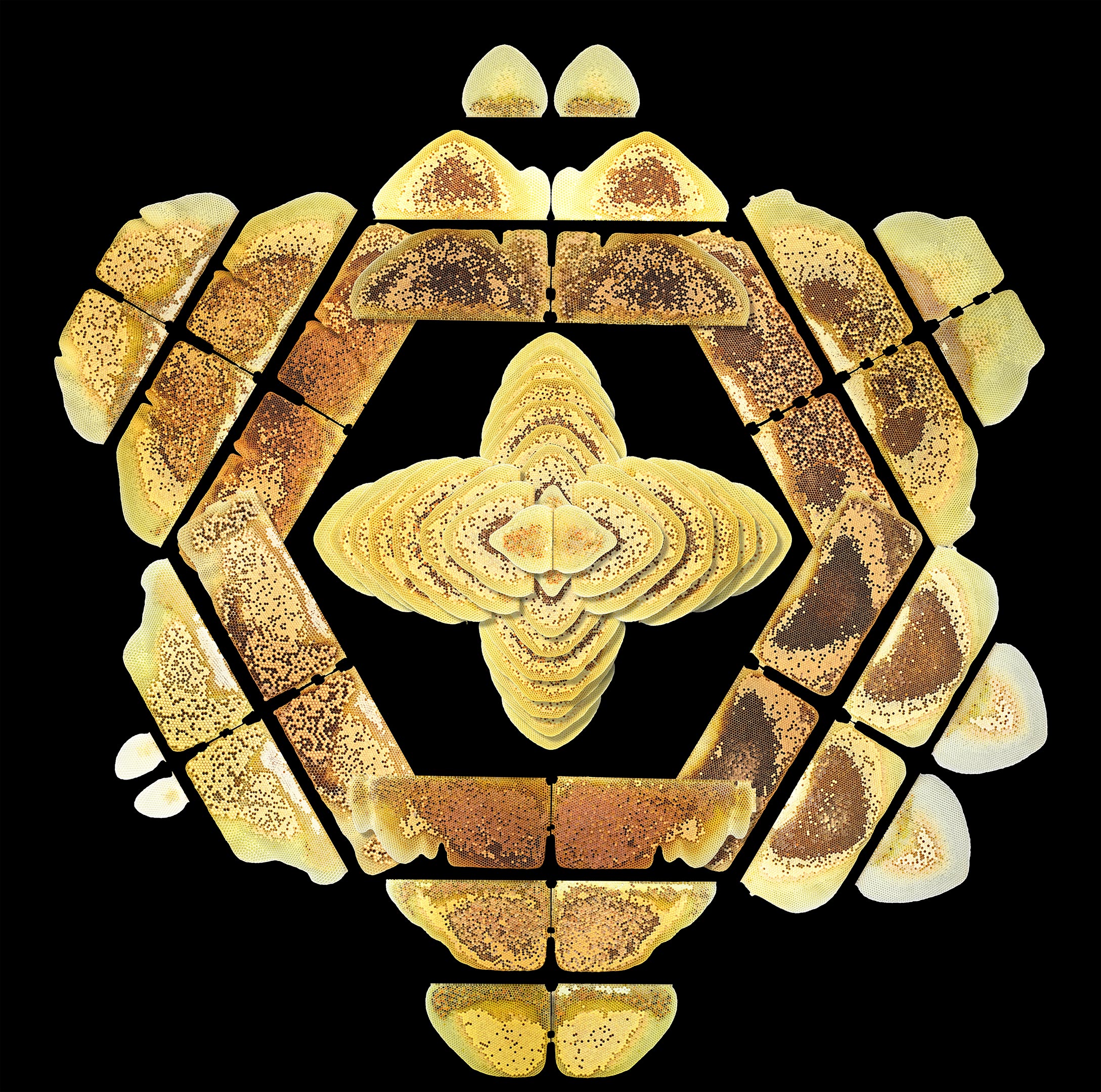 Double-Sided Genius: Why Bees Organize Their Nests Symmetrically