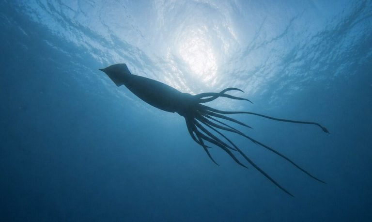 Giant Squid Detected off Western Australia in Stunning Deep-Sea Discovery