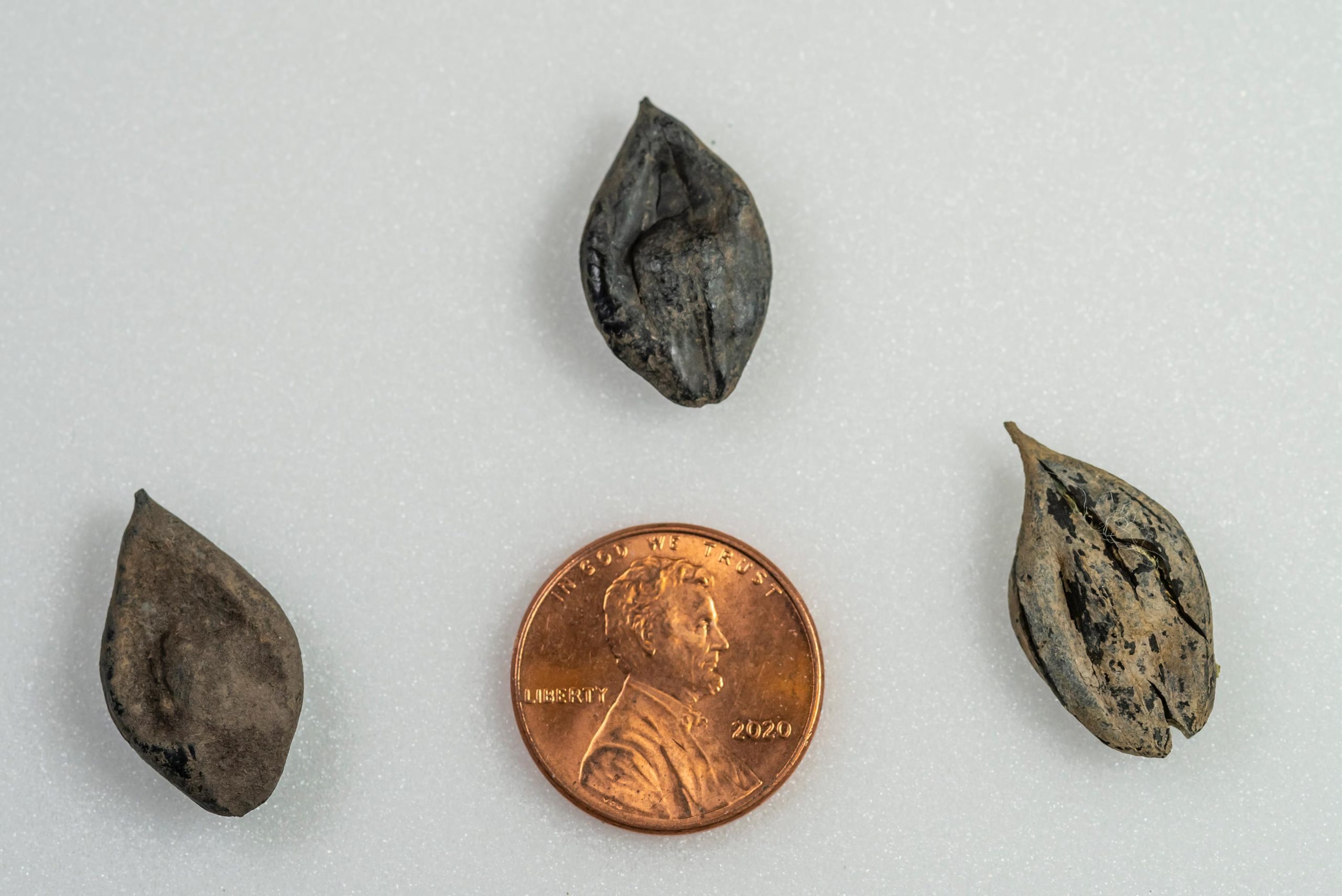 Frozen in Time: Scientists Discover 45-Million-Year-Old Ancient Walnuts ...