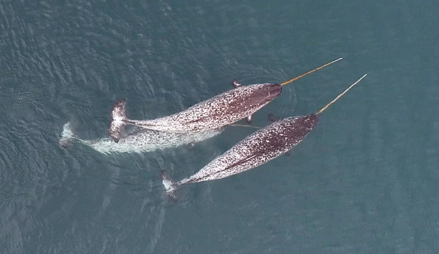 Caught On Drone: Narwhals Stun Prey and Play With Their Tusks