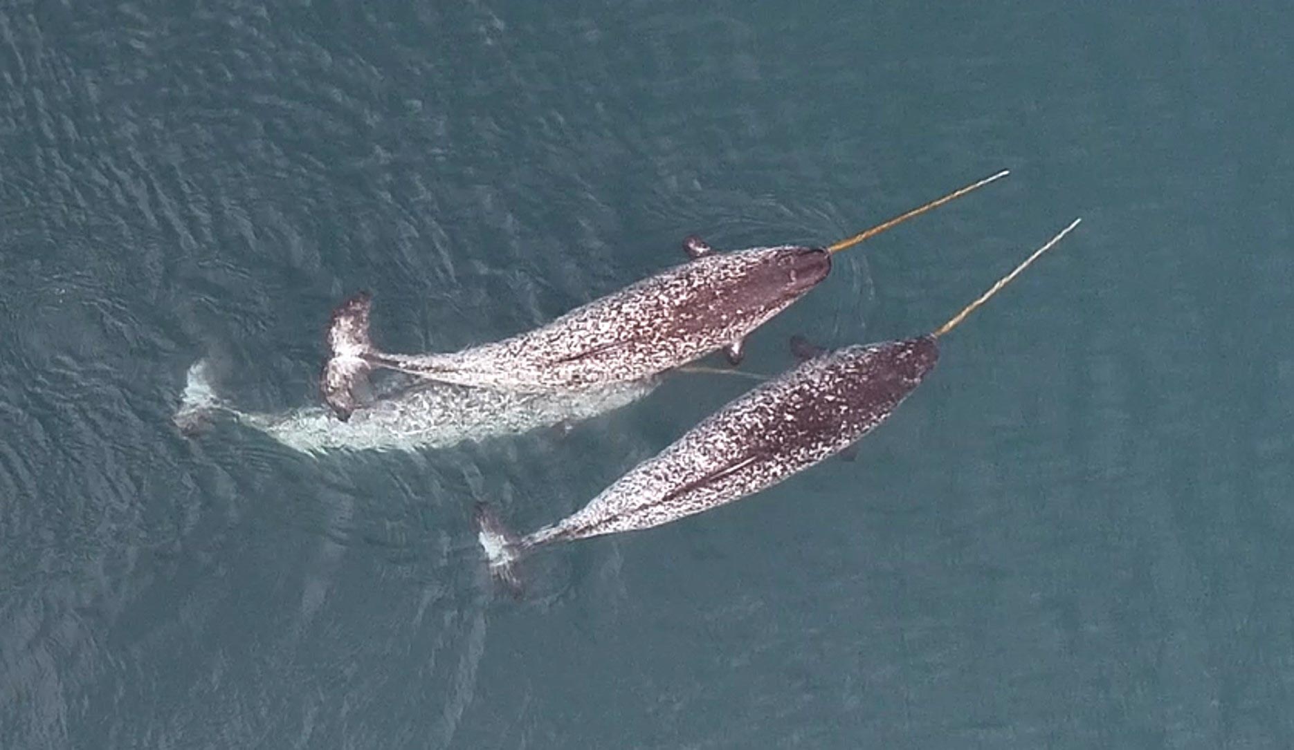 Caught On Drone: Narwhals Stun Prey and Play With Their Tusks