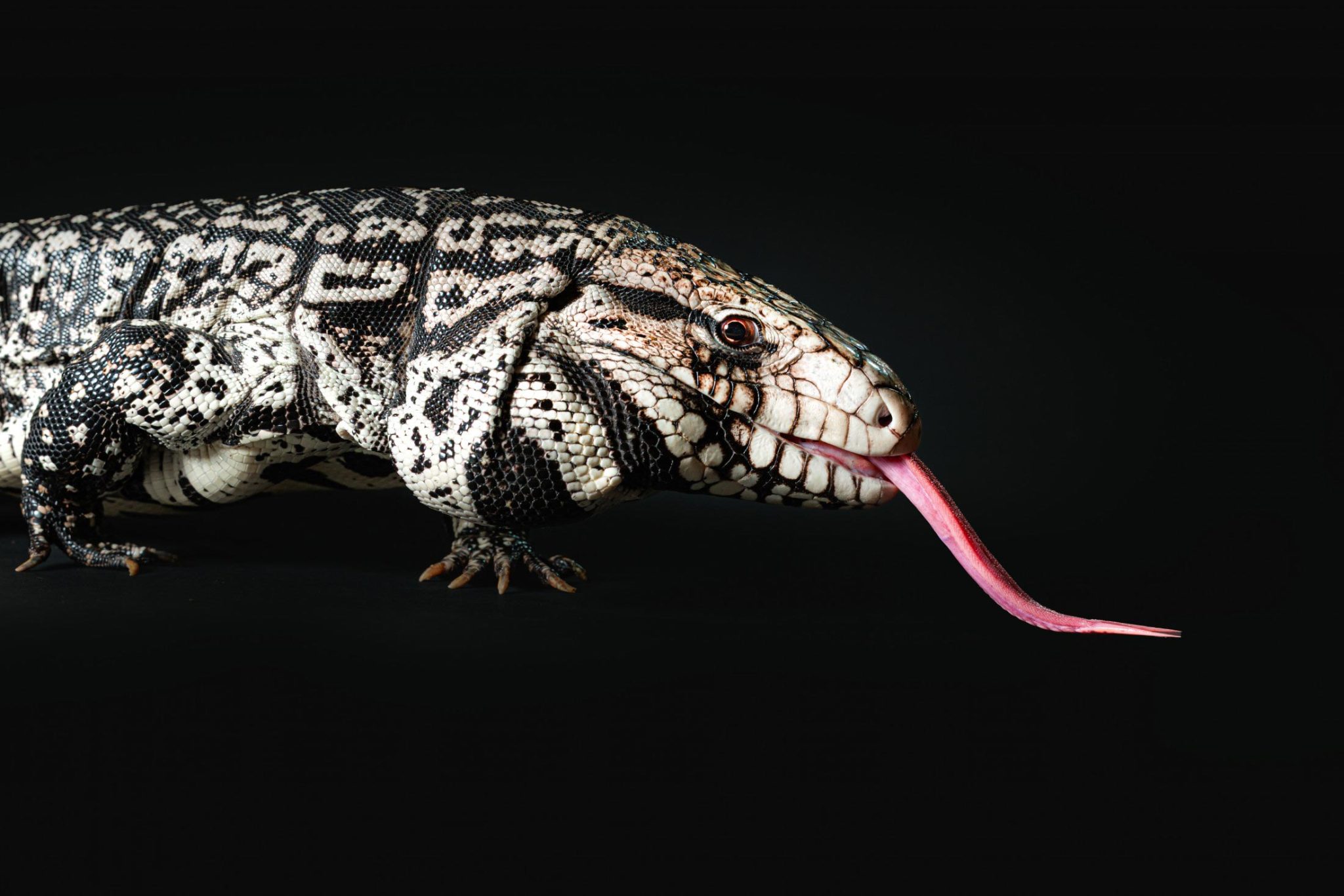 AI Cracks 20-Year Fossil Mystery, Reveals Giant Lizard Once Roamed ...