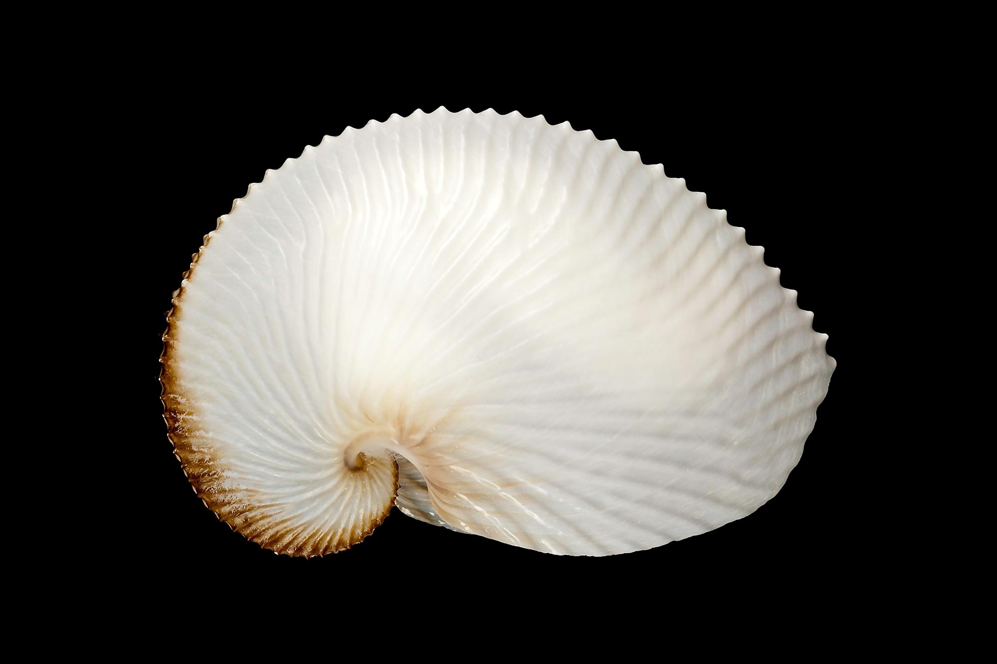 Strange Shell-Like Egg Case and the Secrets of Octopus Evolution