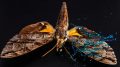 Incredible High-Speed Video Shows How Armor on Butterfly Wings Protects ...