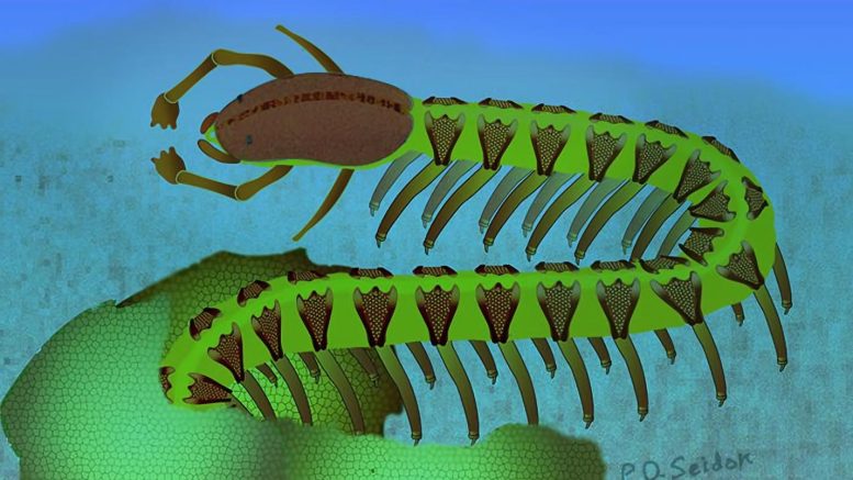 Paleontologists Discover a New Species of Lobopodian