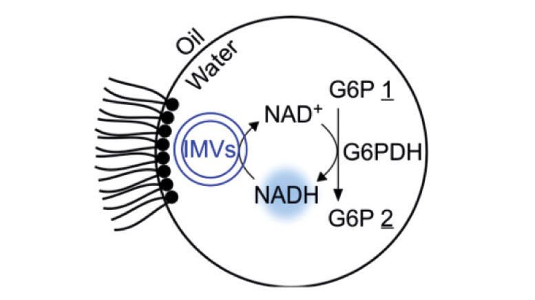 Artificial Life Forged in a Lab? Scientists Create Synthetic Cell That ...