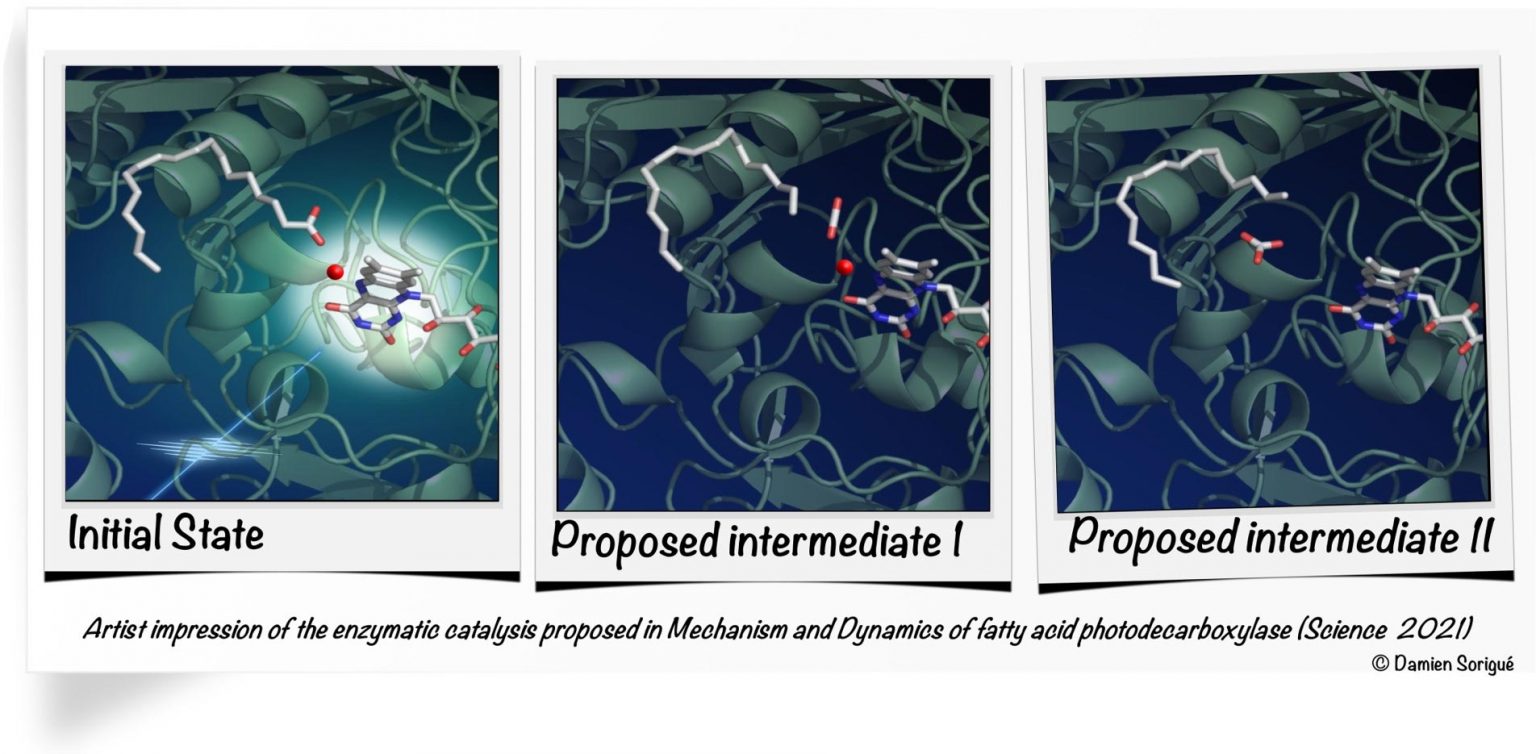 Green Chemistry and Biofuel: Mechanism of a Key Photoenzyme Decrypted