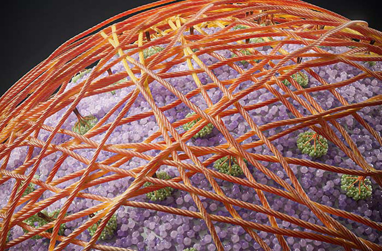 Scientists Witness Living Plant Cells Build Their Own Cell Walls for ...