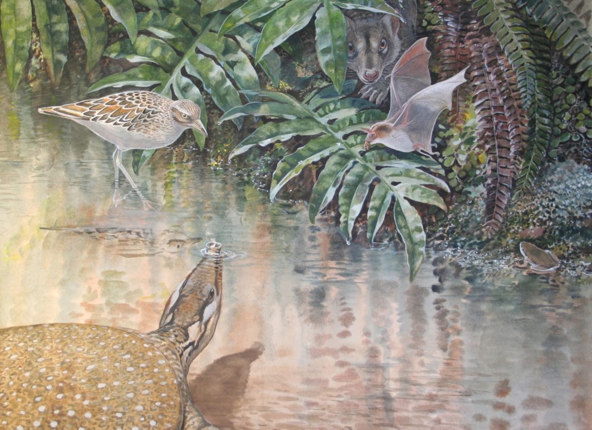 55-Million-Year-Old Frog Fossil Rewrites Australian Evolutionary History
