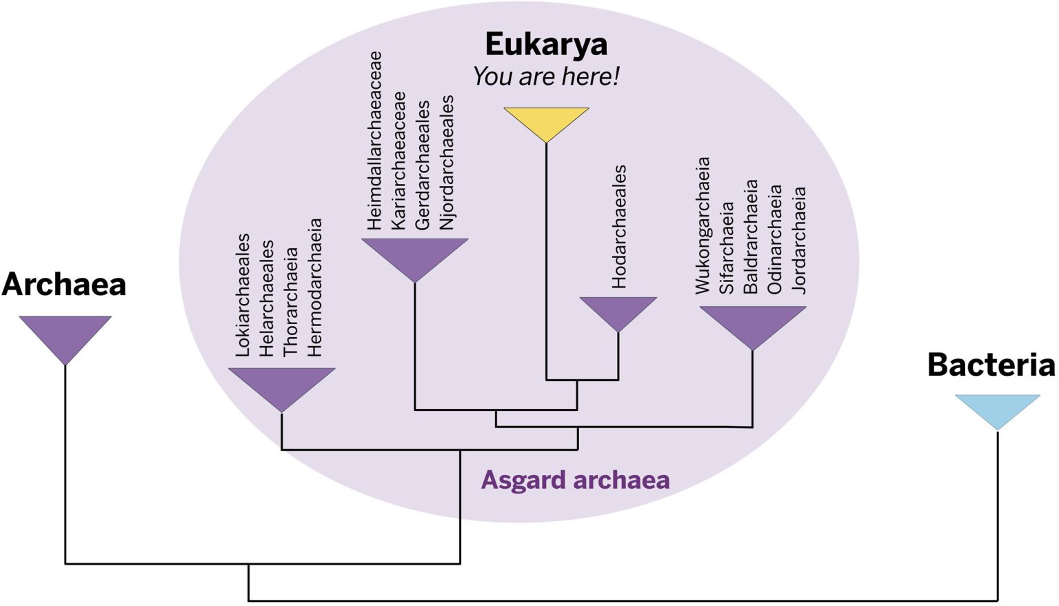 ”We’re All Asgardians”: Scientists Discover New Clues About the Origin ...