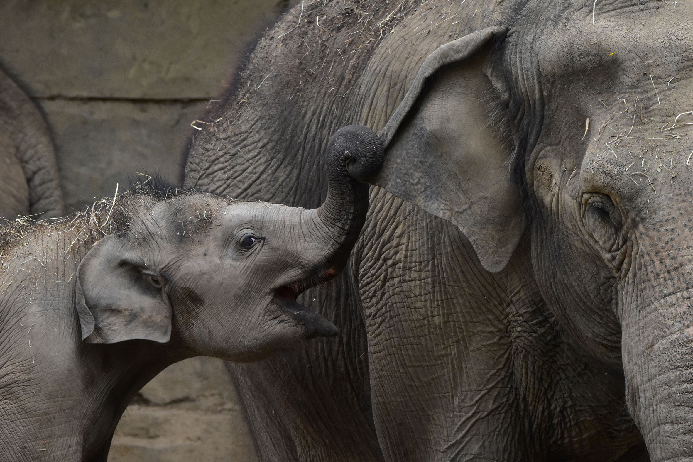 Castration Linked to Increased Lifespan in Mammals