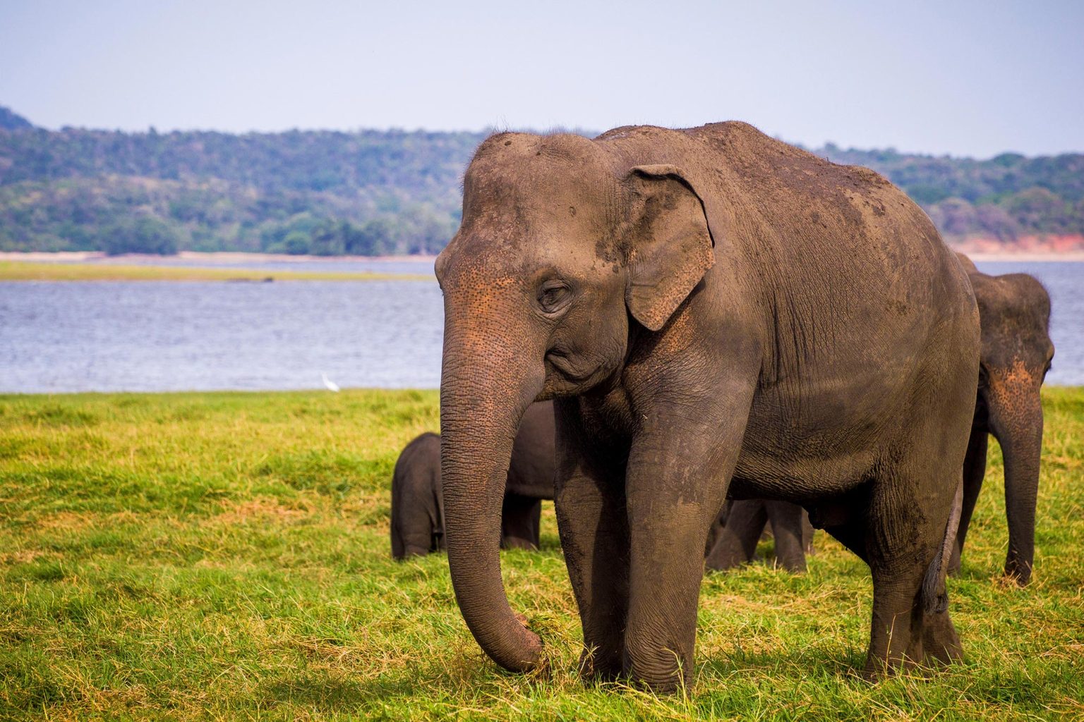 The Alarming Decline of Elephant Ecosystems in Asia