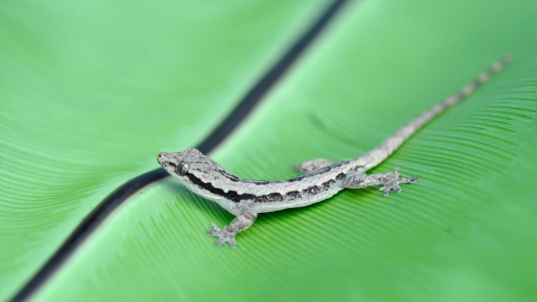 Researchers Identify the Stem Cells Driving a Gecko’s Ability to Regrow ...