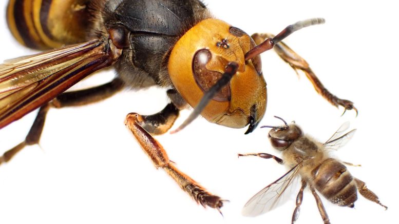 Scientists Predict Potential Spread of Invasive Asian Giant “Murder ...