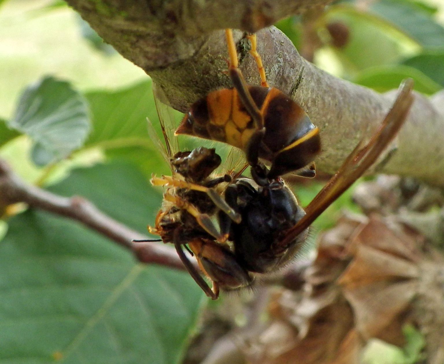 Inside the Asian Hornet: Scientists Uncover a Shocking 1,400-Species Feast
