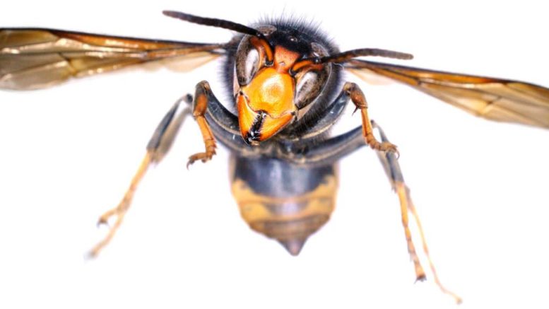 Scientists Predict Potential Spread of Invasive Asian Giant “Murder ...
