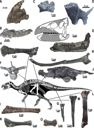 “Bones Almost on Top of Each Other” – Extraordinary Dinosaur Fossil ...